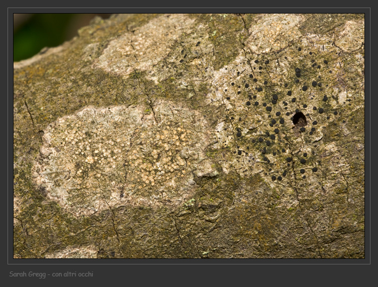 Pyrenula nitida , Natura Mediterraneo | Forum Naturalistico