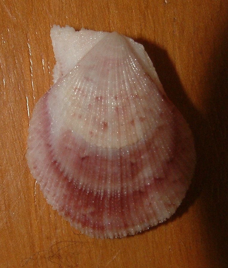 Chlamys multistriata , Natura Mediterraneo | Forum Naturalistico