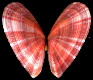 Famiglia Tellinidae , Natura Mediterraneo | Forum Naturalistico