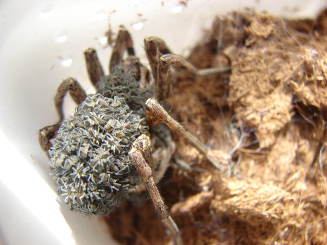 Hogna radiata con piccoli , Natura Mediterraneo | Forum Naturalistico