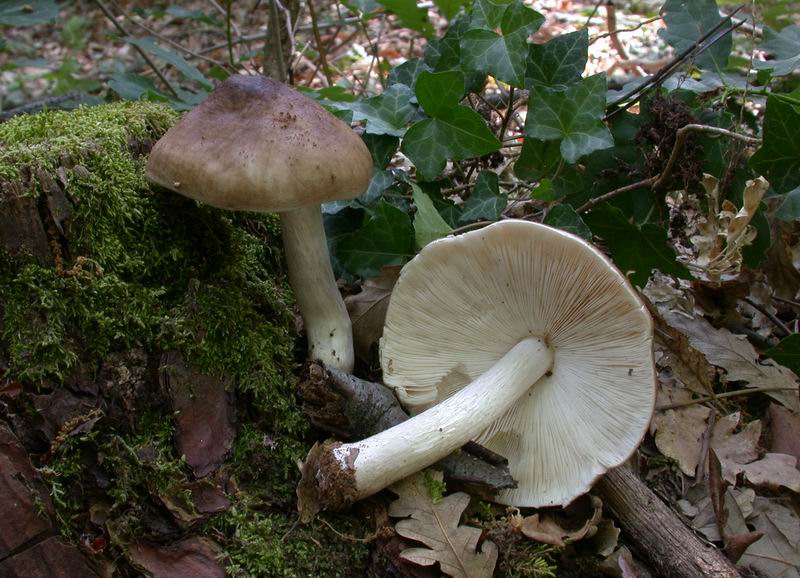 Pluteus sp. , Natura Mediterraneo | Forum Naturalistico