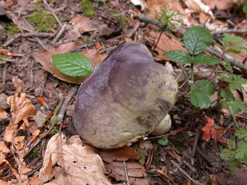 Russula azurea , Natura Mediterraneo | Forum Naturalistico