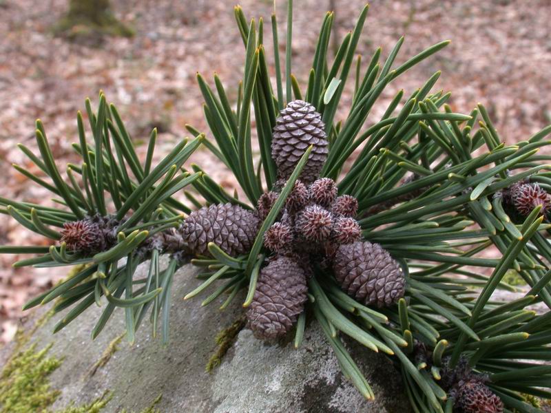Strobili........che passione! , Natura Mediterraneo | Forum Naturalistico