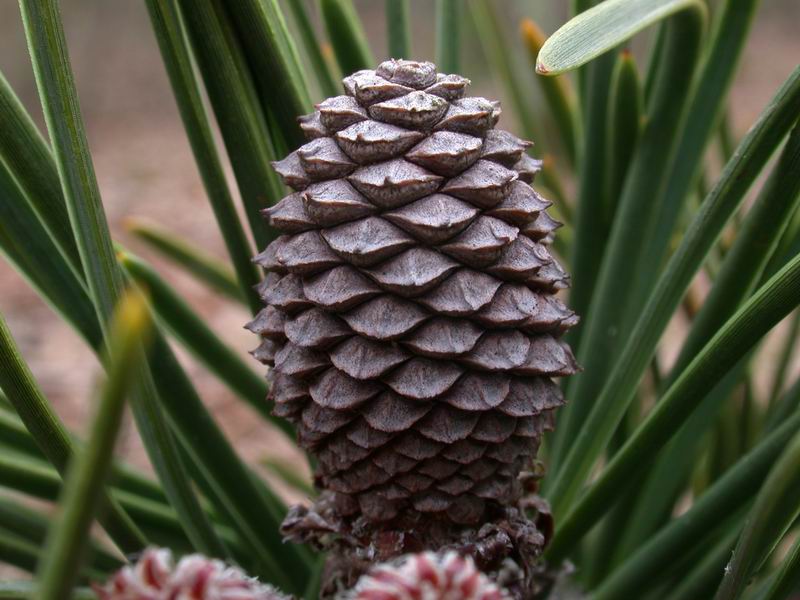 Strobili........che passione! , Natura Mediterraneo | Forum Naturalistico