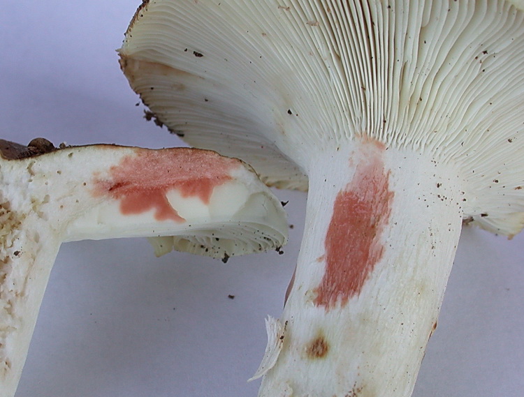 Russula heterophylla , Natura Mediterraneo | Forum Naturalistico