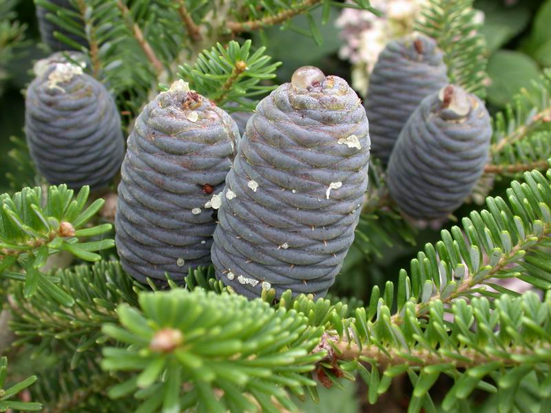 Strobili........che passione! , Natura Mediterraneo | Forum Naturalistico