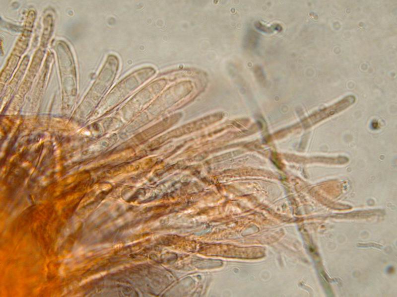 Hymenoscyphus scutula - Mini mini fungo , Natura Mediterraneo | Forum ...