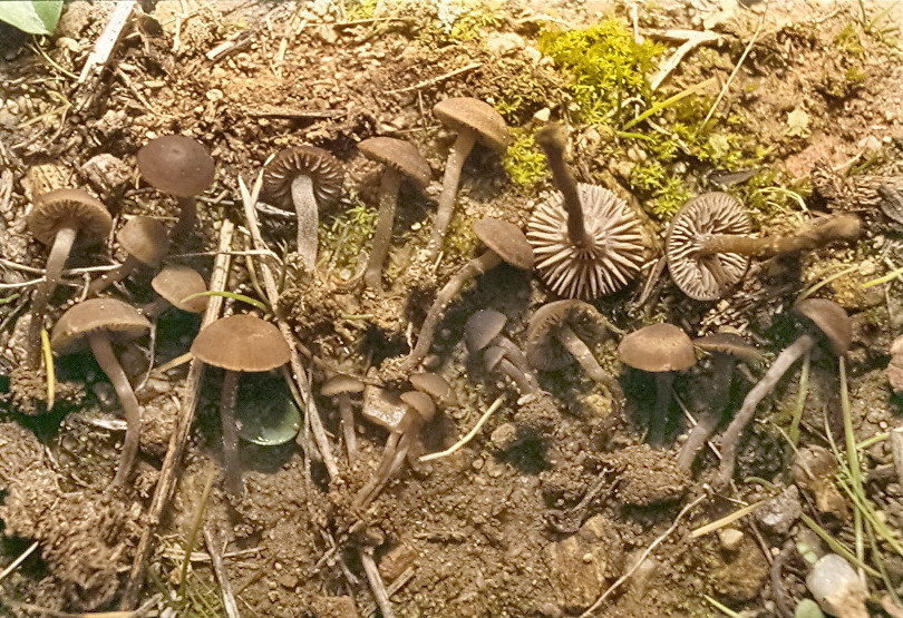 meraviglie mediterranee , Natura Mediterraneo | Forum Naturalistico