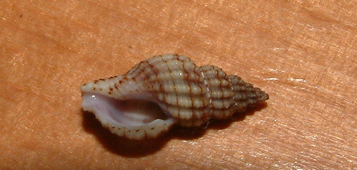 Conidae da Alghero , Natura Mediterraneo | Forum Naturalistico