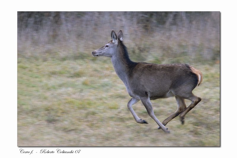 cervi Cervus elaphus , Natura Mediterraneo | Forum Naturalistico