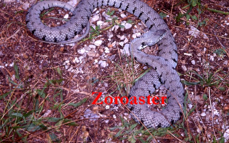 Natrix sp. (N. natrix o N. helvetica) , Natura Mediterraneo | Forum ...