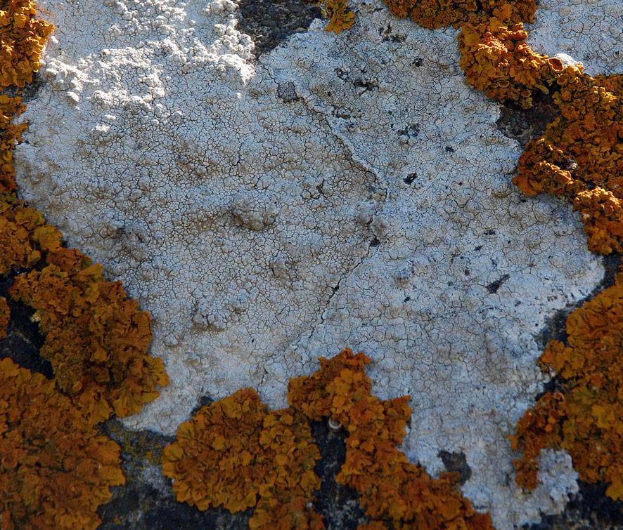 I licheni di Monte Lauro , Natura Mediterraneo | Forum Naturalistico