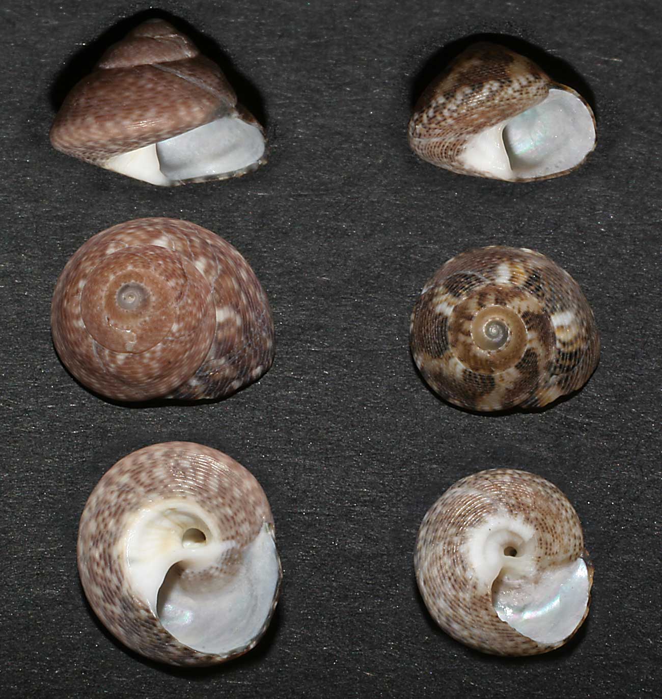 alcune specie di Gibbula , Natura Mediterraneo | Forum Naturalistico