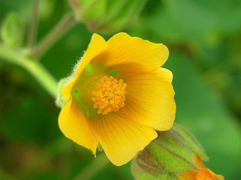 Abutilon theophrasti / Cencio molle , Natura Mediterraneo | Forum ...