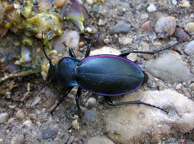 Carabus germarii , Natura Mediterraneo | Forum Naturalistico