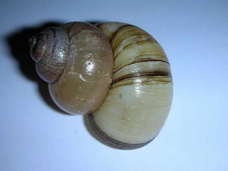 Viviparus sp. , Natura Mediterraneo | Forum Naturalistico