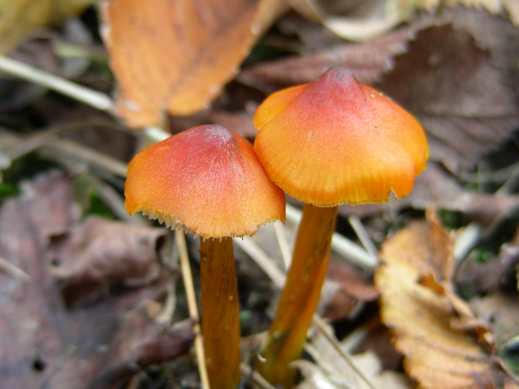 Hygrocybe conica ... , Natura Mediterraneo | Forum Naturalistico