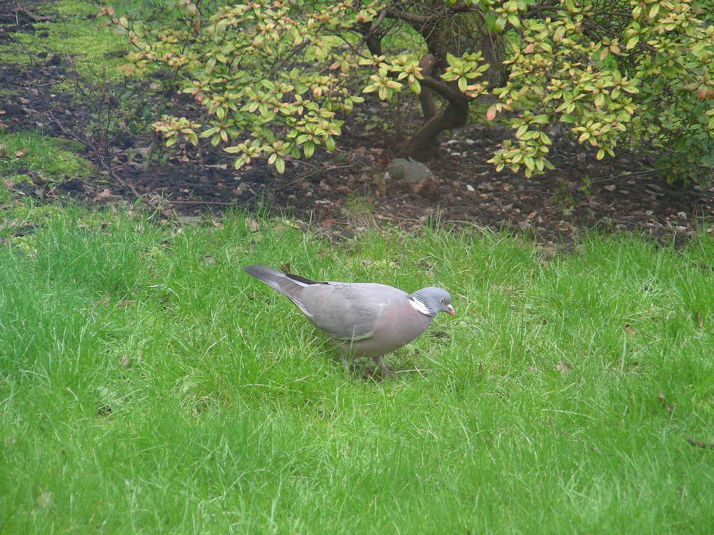 Columba palumbus - Colombaccio , Natura Mediterraneo | Forum Naturalistico