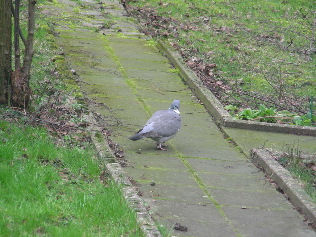 Columba palumbus - Colombaccio , Natura Mediterraneo | Forum Naturalistico