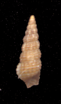 esame di Bittium... , Natura Mediterraneo | Forum Naturalistico