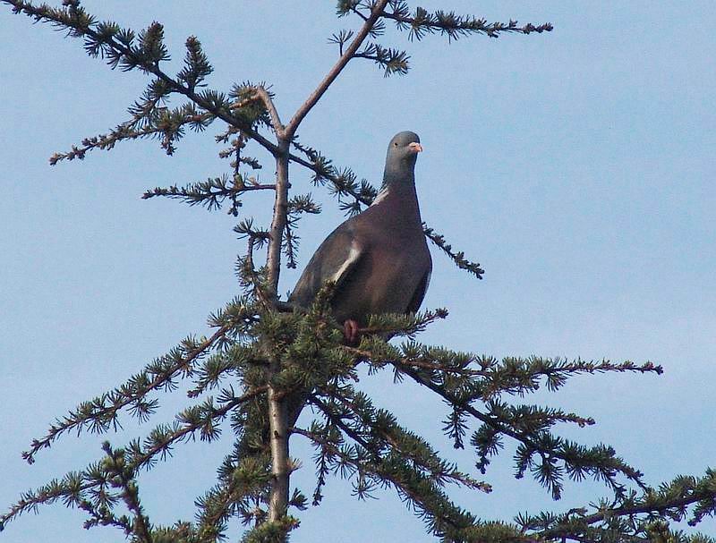 Columba palumbus - Colombaccio , Natura Mediterraneo | Forum Naturalistico