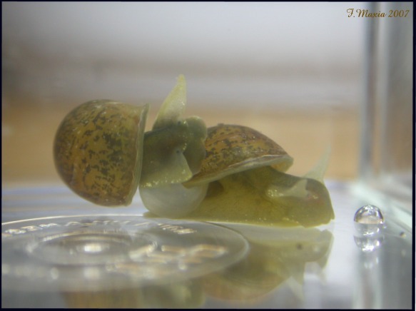 Radix labiata (= peregra) , Natura Mediterraneo | Forum Naturalistico