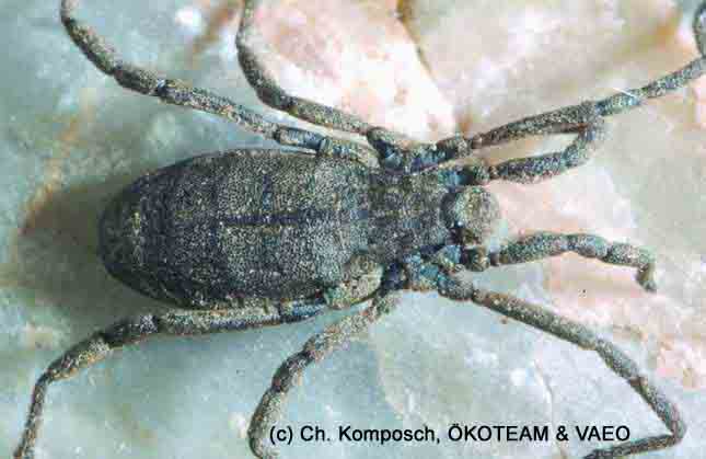 Opiliones da Europa centrale , Natura Mediterraneo | Forum Naturalistico