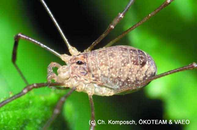Opiliones da Europa centrale , Natura Mediterraneo | Forum Naturalistico