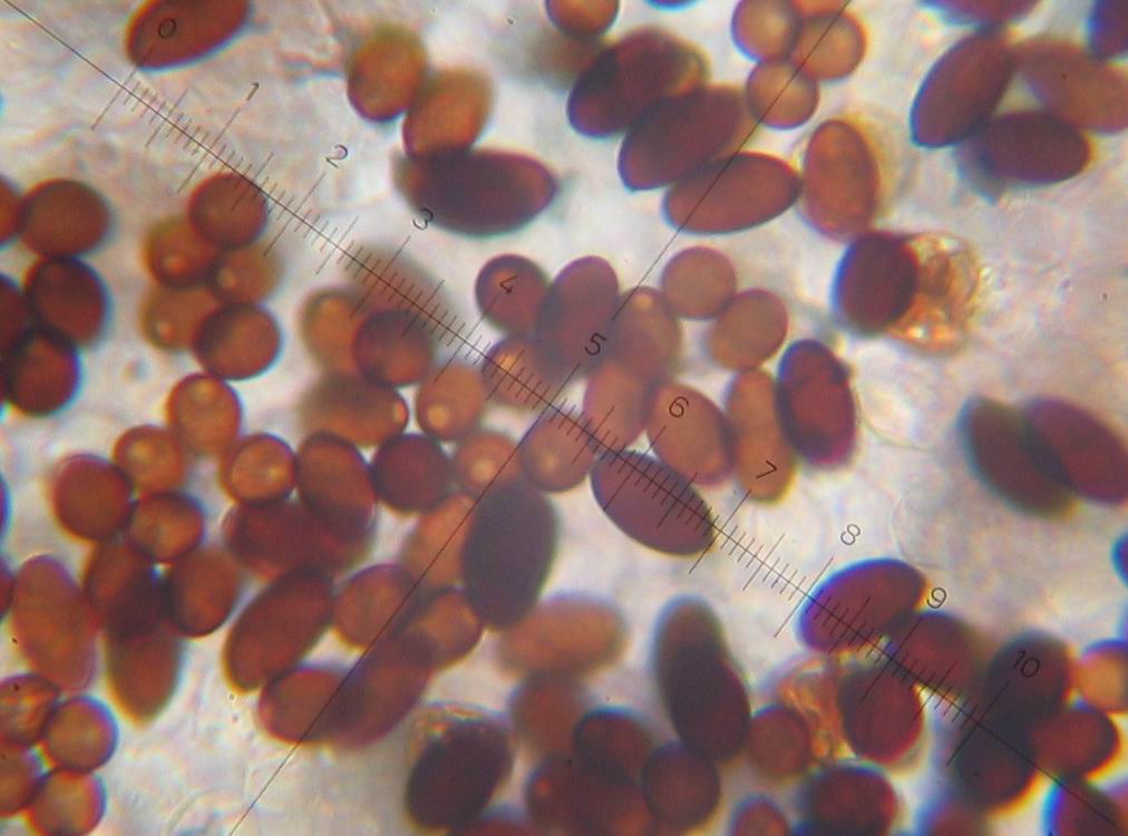 Spore di Conocybe sp. , Natura Mediterraneo | Forum Naturalistico