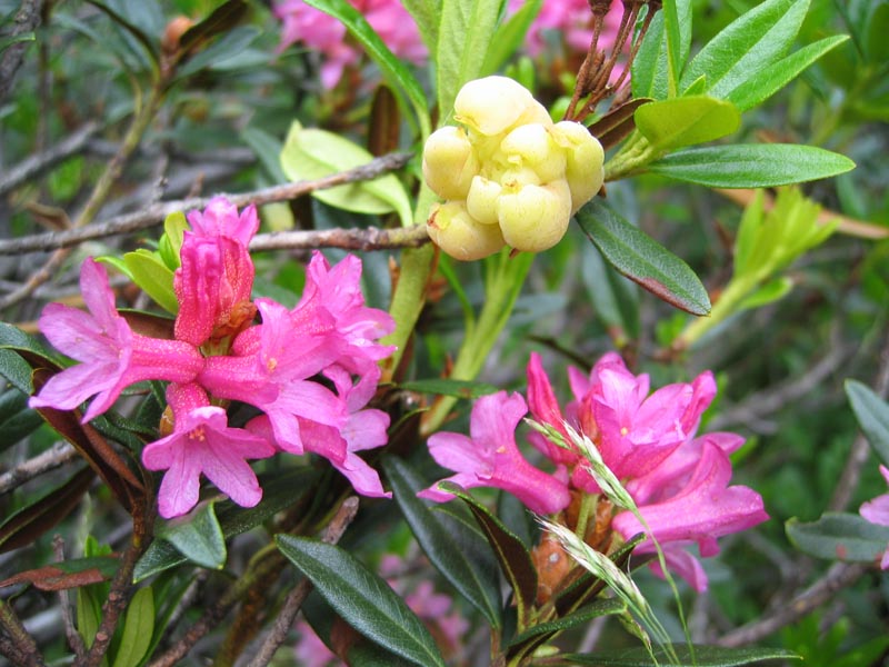 I miei ritrovamenti di domenica.... ultima parte , Natura Mediterraneo ...