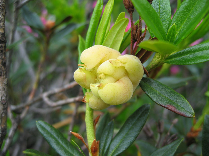I miei ritrovamenti di domenica.... ultima parte , Natura Mediterraneo ...