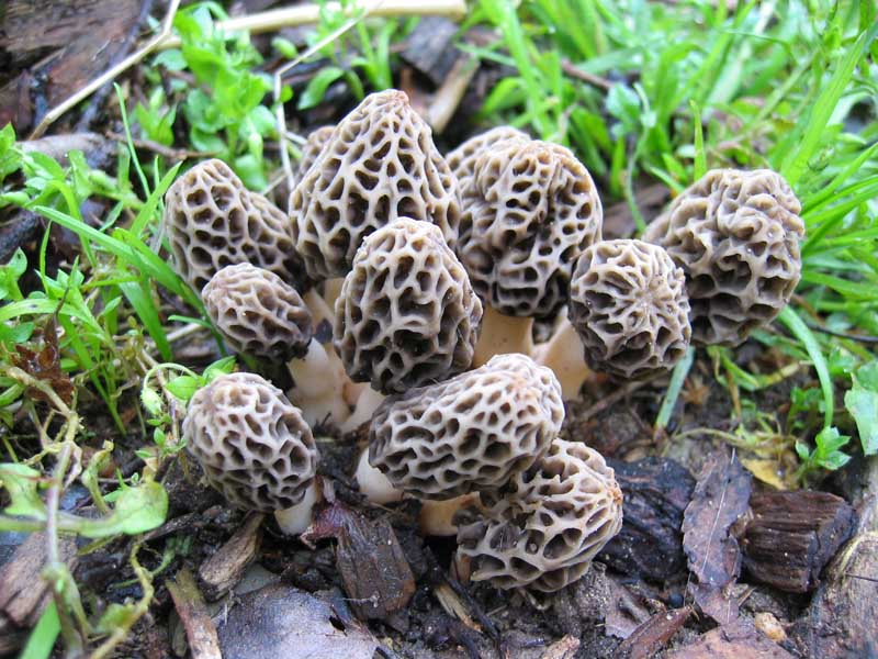 Morchelle , Natura Mediterraneo | Forum Naturalistico