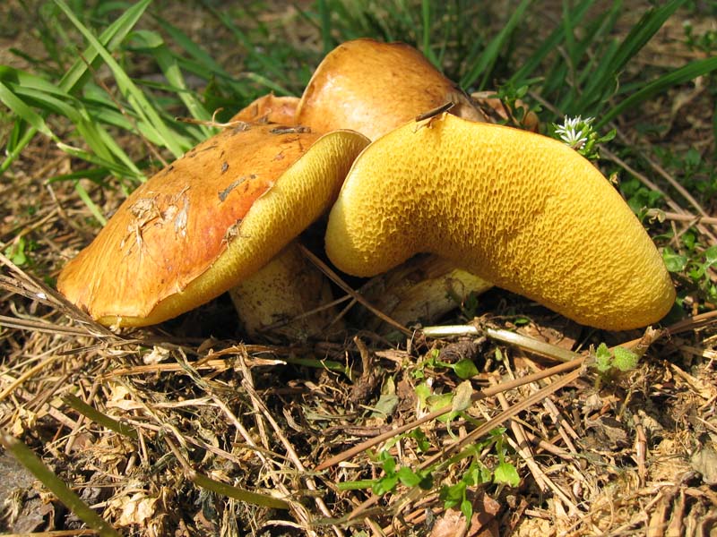 Suillus granulatus , Natura Mediterraneo | Forum Naturalistico
