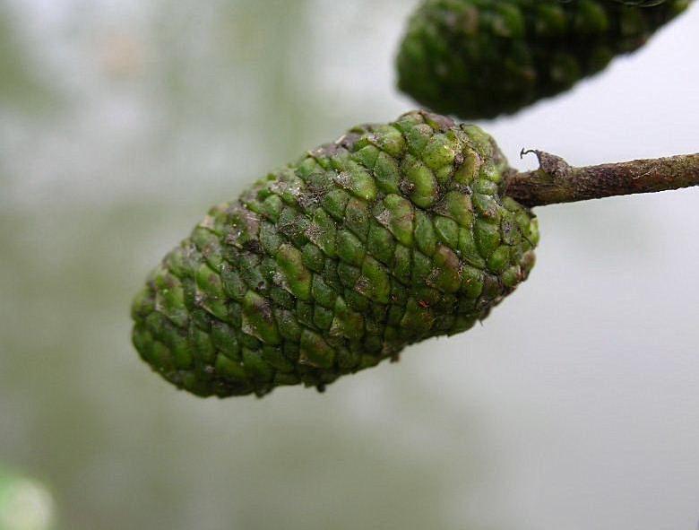 Alnus glutinosa / Ontano nero, Ontano comune , Natura Mediterraneo ...
