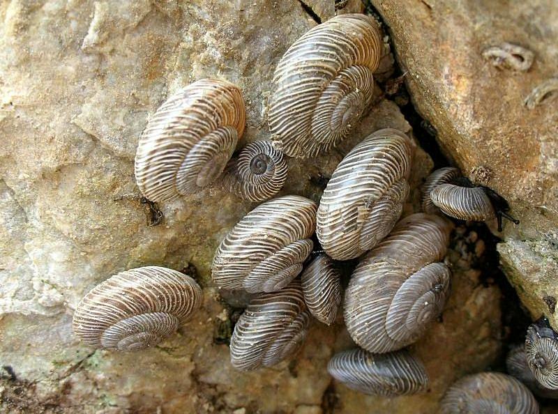 Chilostoma cingulatum gobanzi , Natura Mediterraneo | Forum Naturalistico