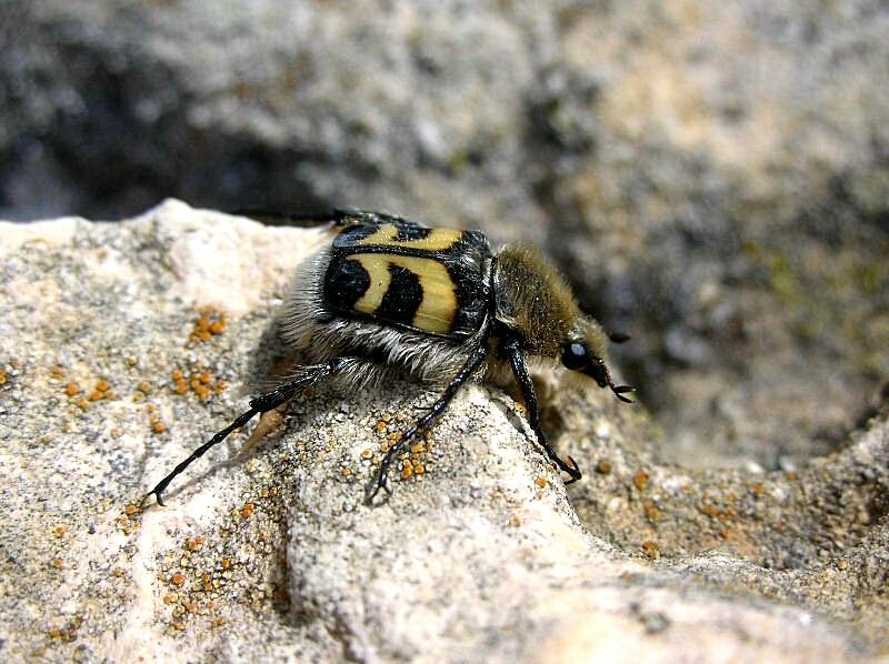 Trichius fasciatus , Natura Mediterraneo | Forum Naturalistico