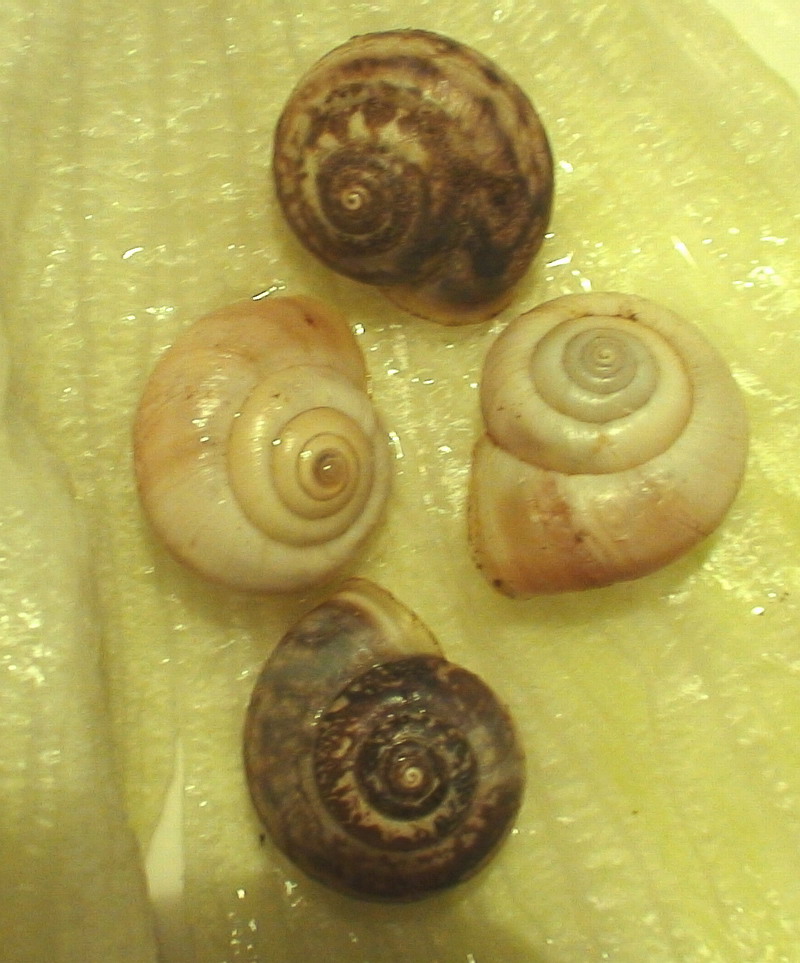 Gole del Velino , Natura Mediterraneo | Forum Naturalistico