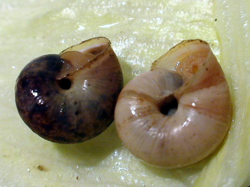 Gole del Velino , Natura Mediterraneo | Forum Naturalistico