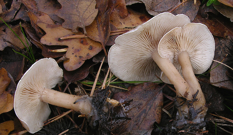 Clitocybe da determinare. , Natura Mediterraneo | Forum Naturalistico