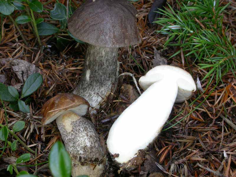 Leccinum sp.: un bel po' di confusione , Natura Mediterraneo | Forum ...