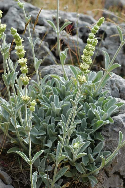 Piante delle Madonie , Natura Mediterraneo | Forum Naturalistico