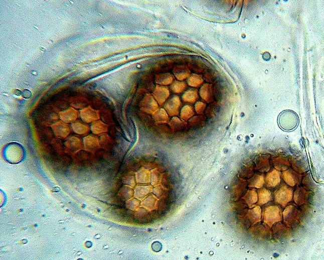 Spore Tuber borchii , Natura Mediterraneo | Forum Naturalistico
