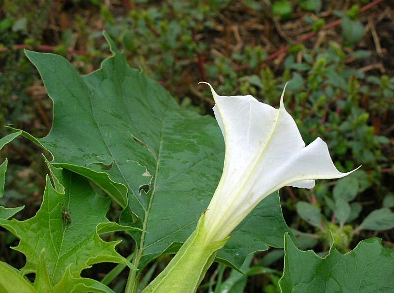 Datura stramonium / Stramonio comune , Natura Mediterraneo | Forum ...