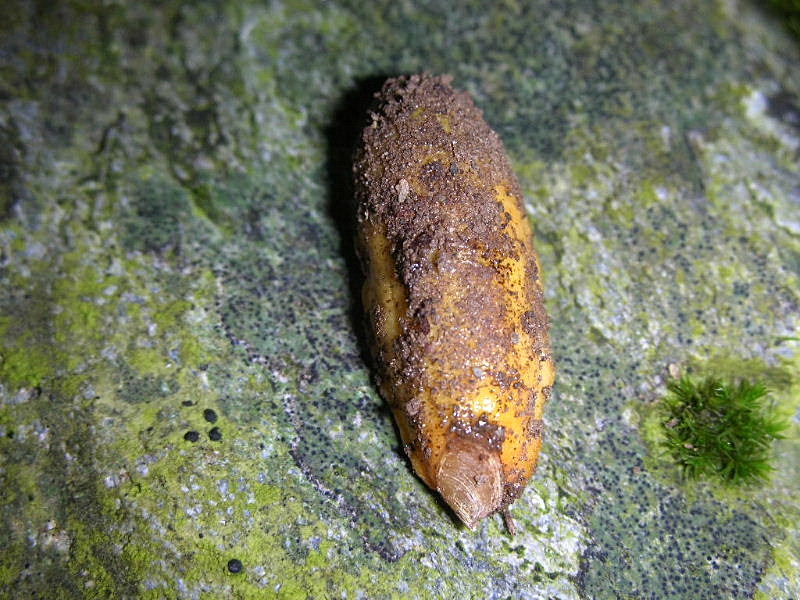 Testacellidae , Natura Mediterraneo | Forum Naturalistico