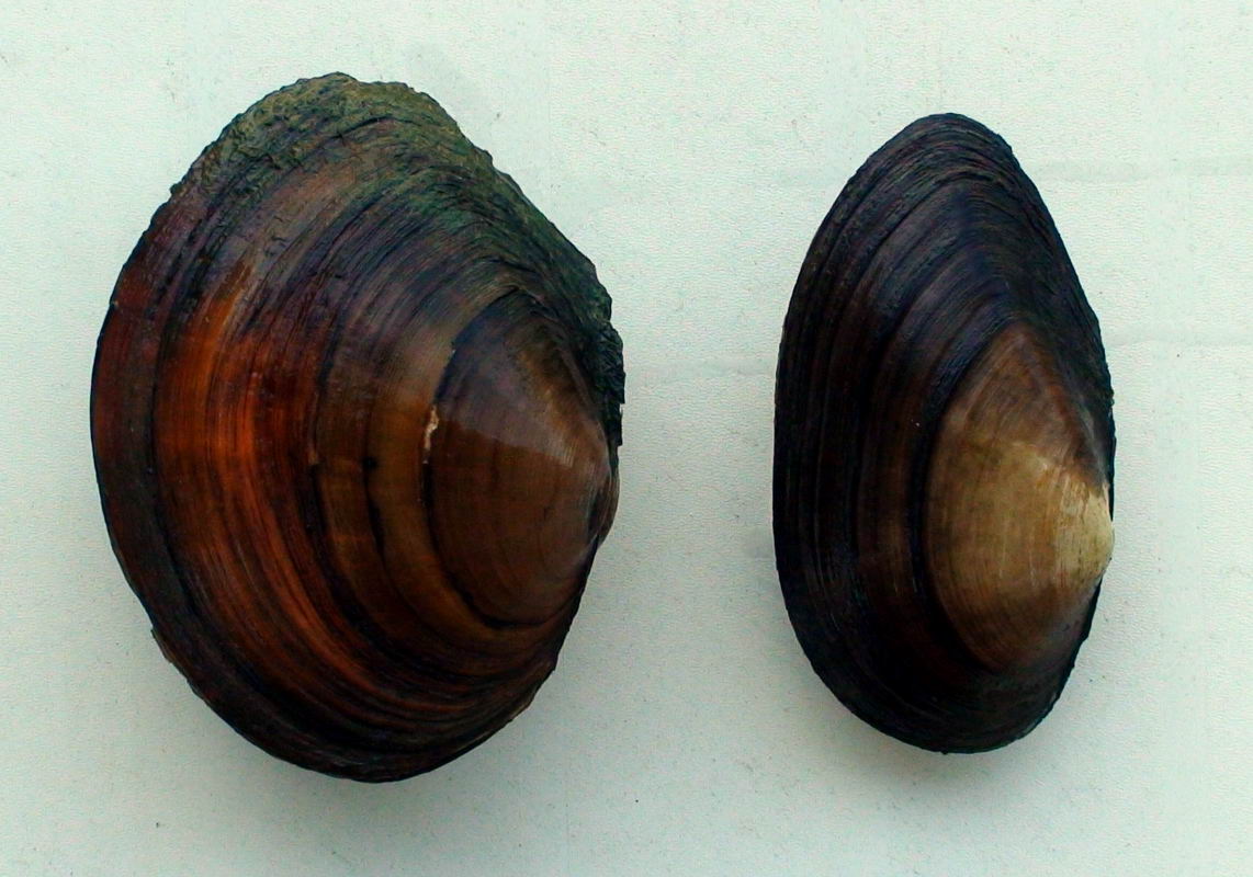 Bivalve d'acqua dolce: Anodonta cygnea , Natura Mediterraneo | Forum ...