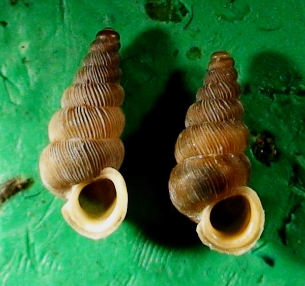 Cochlostoma montanum cassiniacum (Saint Simon in Paul. 1878) , Natura ...