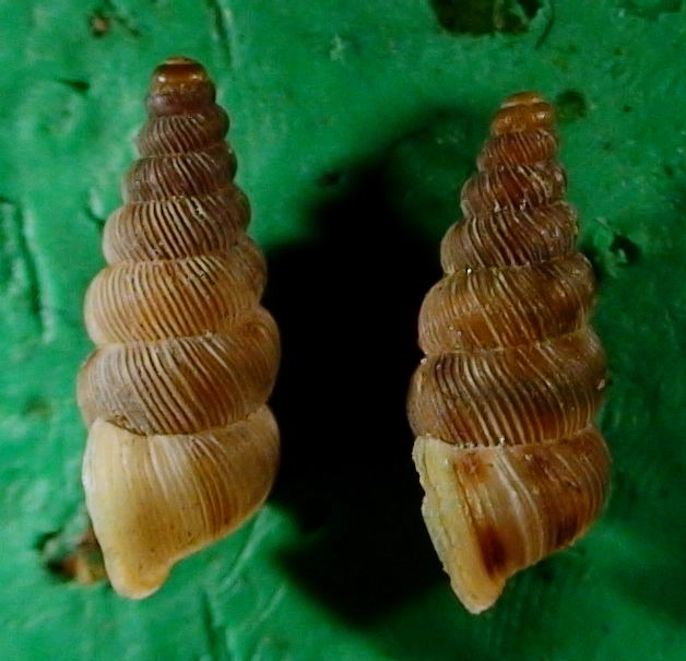Cochlostoma montanum cassiniacum (Saint Simon in Paul. 1878) , Natura ...