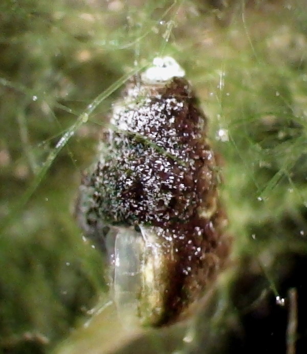 Ecrobia ventrosa (Montagu, 1803) , Natura Mediterraneo | Forum ...