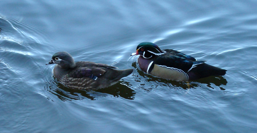 Anatra sposa? , Natura Mediterraneo | Forum Naturalistico
