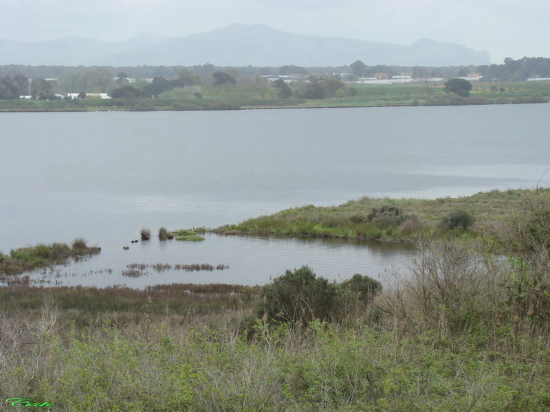 Parco nazionale del Circeo , Natura Mediterraneo | Forum Naturalistico